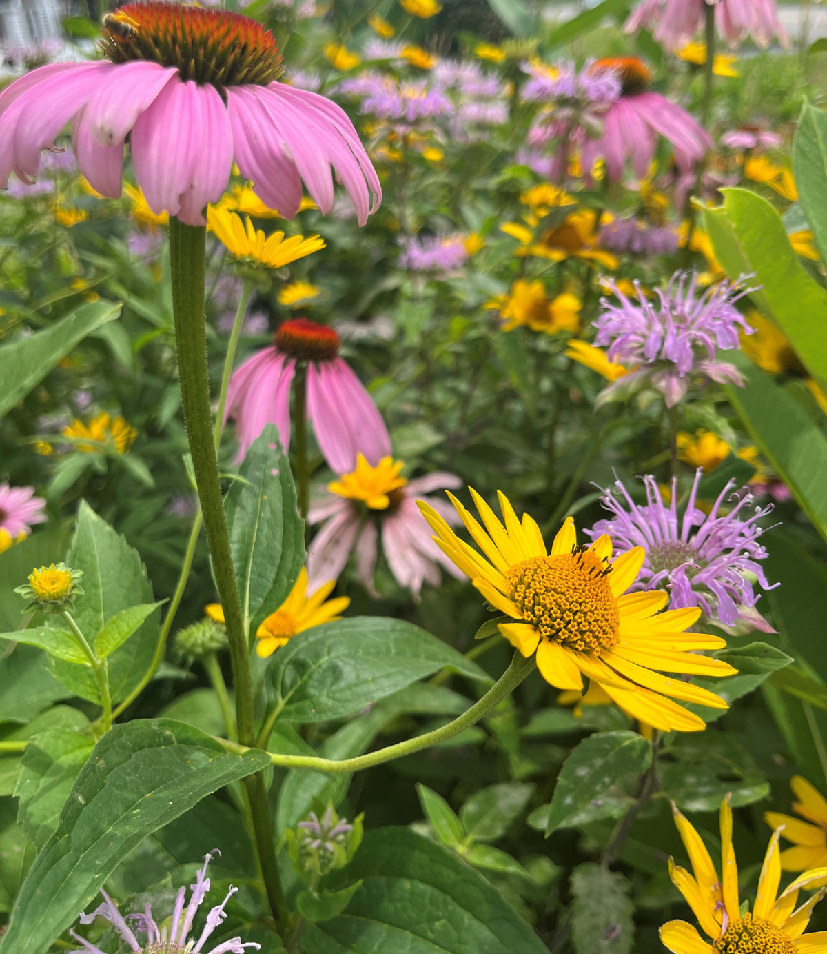 Native Prairie Grass Seed Mixes and Native Wildflower Seed Mixes – OPN Seed