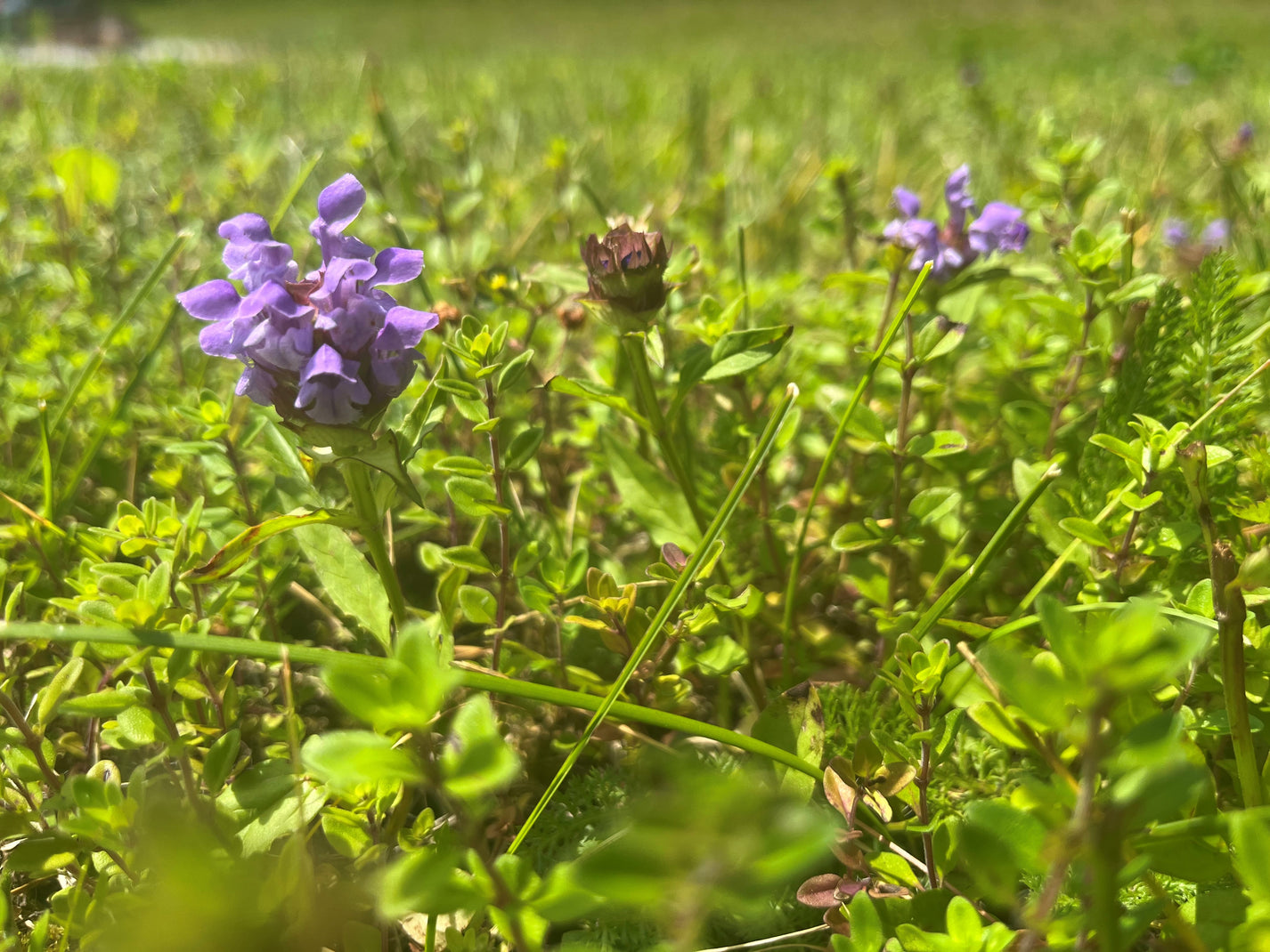 Bee Lawn Mix – OPN Seed