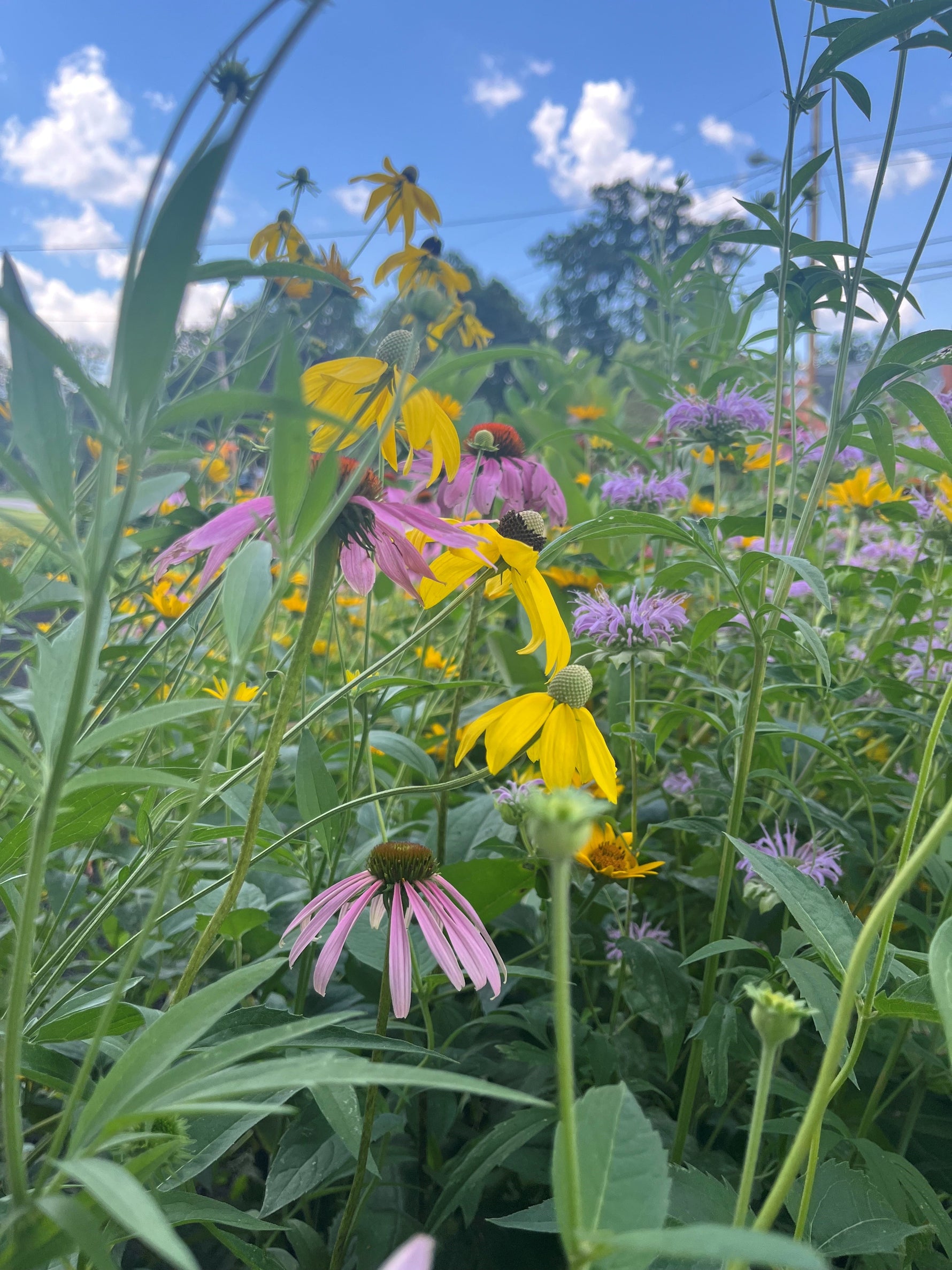 Native Prairie Grass Seed Mixes and Native Wildflower Seed Mixes – OPN Seed