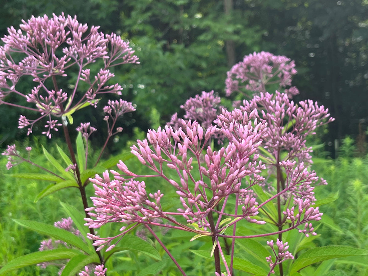 Native Prairie Grass Seed Mixes and Native Wildflower Seed Mixes – OPN Seed
