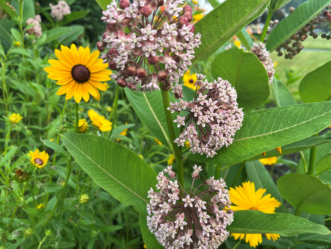 Native Prairie Grass Seed Mixes and Native Wildflower Seed Mixes – OPN Seed