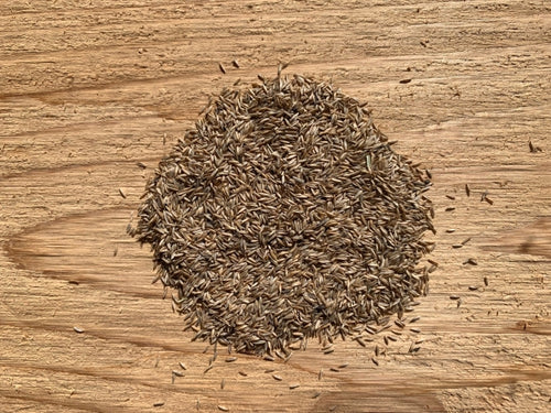Grasses (Seed) | OPN Seed