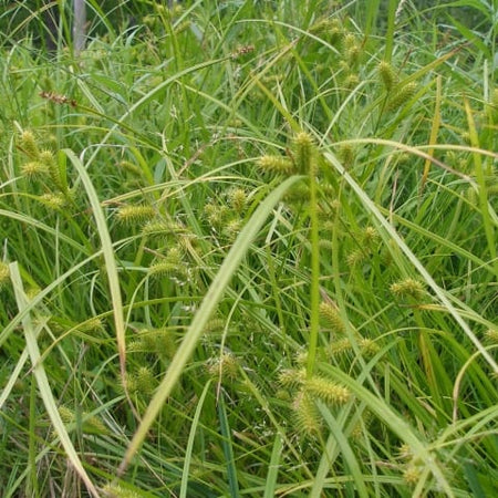 carex lurida native range