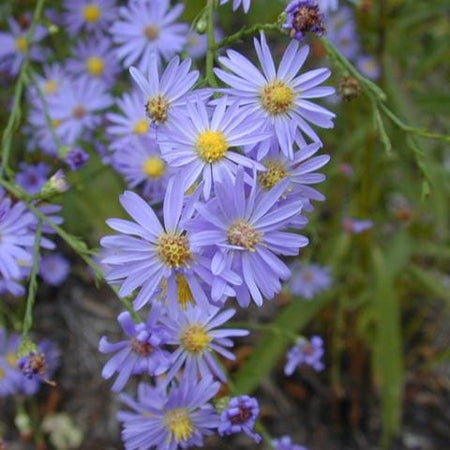 aster flower