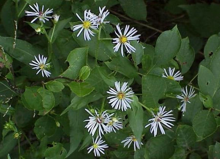 aster laevis native range